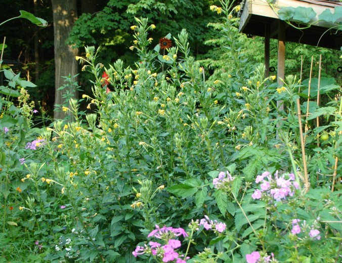 Night Bloomer – In Jim's Garden