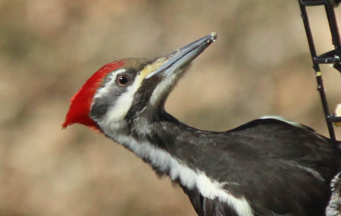 Red Headed Pterodactyl – In Jim's Garden