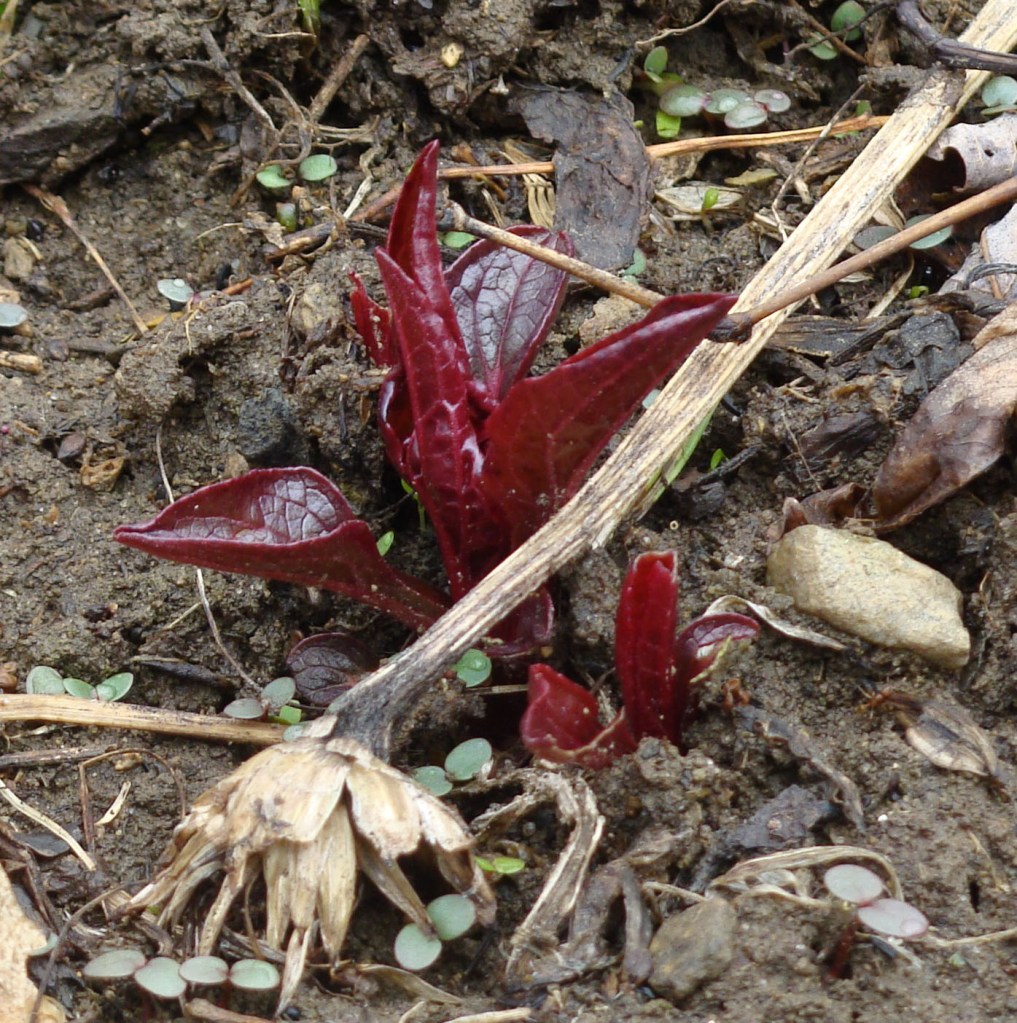 Springing – In Jim's Garden